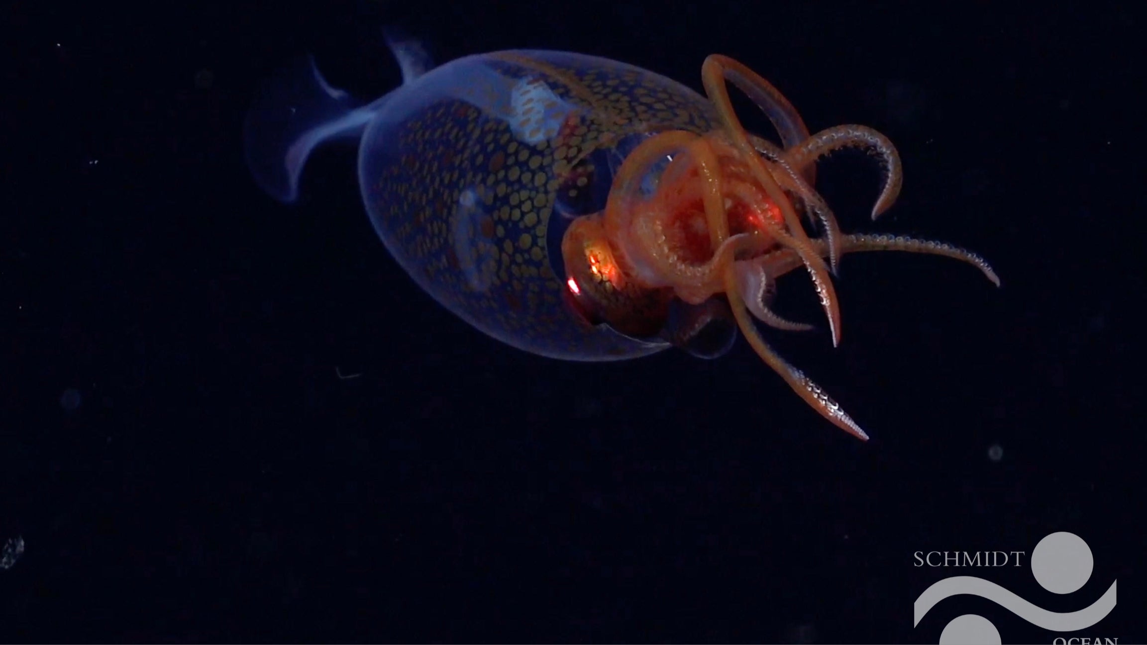 Deep-Sea First: See Video Of A Colossal Squid | Weather.com